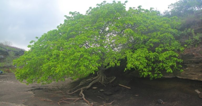 Little apple of death. Manchineel tree