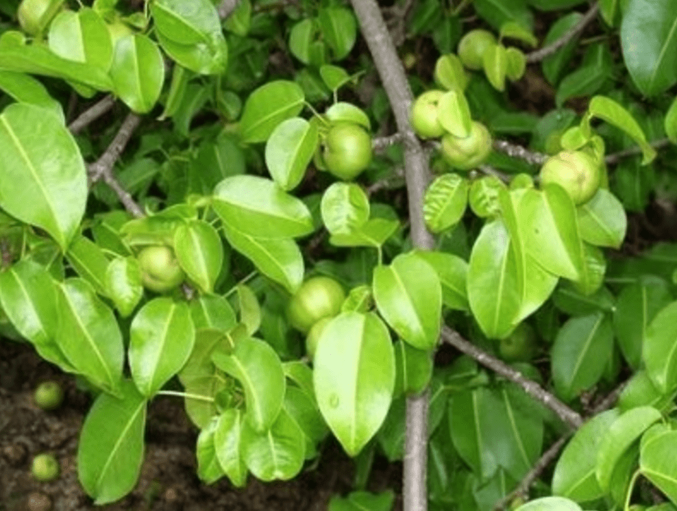 Little apple of death. Manchineel tree